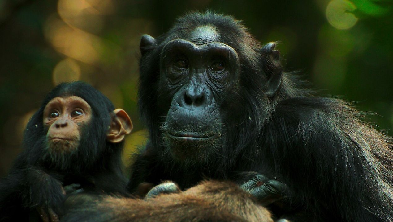 Chimp Empire: Een fascinerende kijk op de grootste chimpansee-kolonie ...